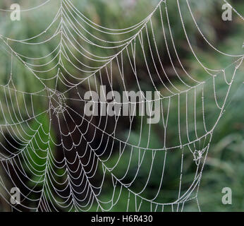 dewdrop, net, cobweb, spiders web, drop, drip, drops, seeping, sopping ...