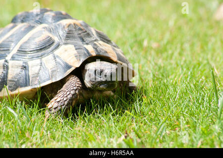 armored tortoise greek turtle reptile armored armour tortoise turtles ...