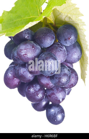 blue, food, aliment, leaf, health, macro, close-up, macro admission ...