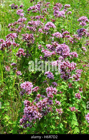 Oregano Origanum vulgare purple violet flowers on nature Stock Photo ...