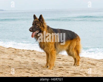 animal, pet, brown, brownish, brunette, fur, dog, spring, bouncing ...