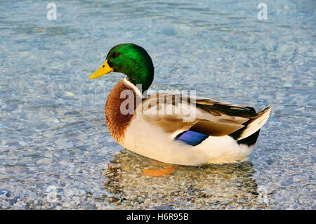 Ente - duck 15 Stock Photo - Alamy