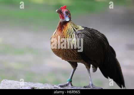 Dwarf phoenix cock Stock Photo - Alamy