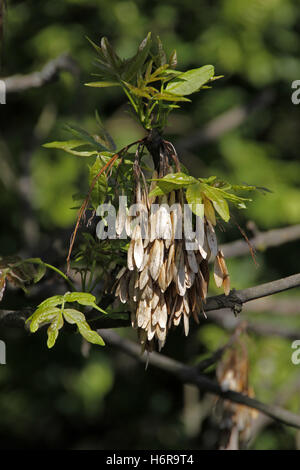 Gemeine Esche, Gewöhnliche Esche, Fraxinus excelsior, Common Ash ...