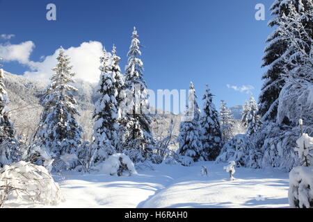Sunny winter background. The snow shines in the sun. Frost. Winter ...