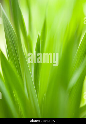 beautiful, beauteously, nice, leaf, environment, enviroment, colour ...