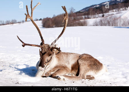 winter, animal, mammal, brown, brownish, brunette, wild, snow, coke ...