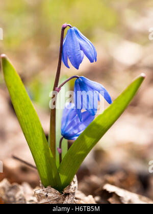 blue, beautiful, beauteously, nice, leaf, isolated, colour, garden ...