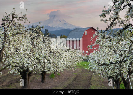 Mount Hood and apple orchard with trees blooming in Spring Hood River ...
