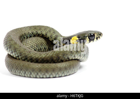 isolated, animal, pet, scrabble, crawling, reptile, black, swarthy ...