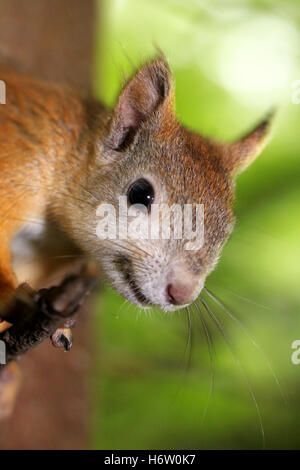 Chipmunk close-up profile side view smelling a wildflower in its ...