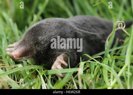 mole moles insectivore insectivores mammal mammals animal animals ...