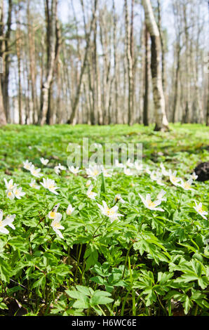beautiful, beauteously, nice, leaf, macro, close-up, macro admission ...