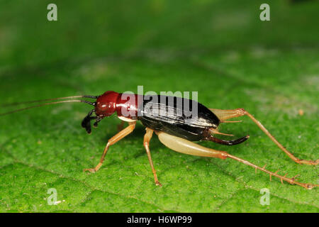 Red-headed Bush Cricket (Phyllopalpus pulchellus Stock Photo - Alamy