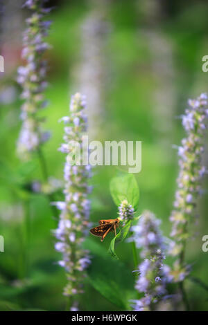 Peck's skipper butterfly (Polites peckius) feeding on flowers ...