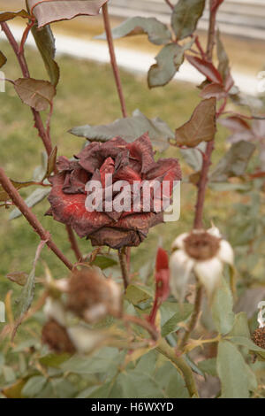 Wilting Red Flower on a Bush in the Garden Stock Photo - Alamy