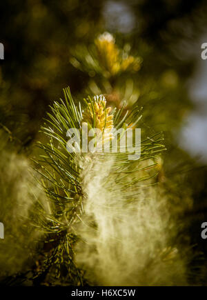 The Pollen falling from the new pine blossom. green needles on a pine ...