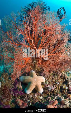 Granulated sea star on the ocean floor Stock Photo - Alamy