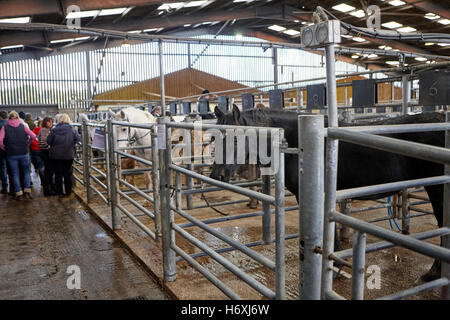 horses to be auctioned at horse and livestock auction barn beeston ...
