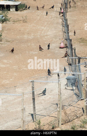Farm for breeding pheasants Stock Photo - Alamy