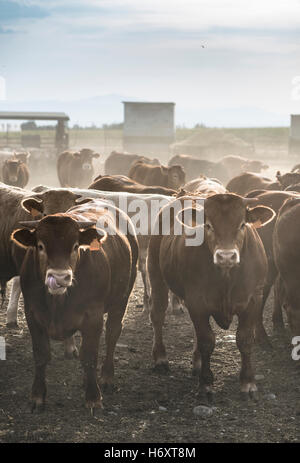 Calves in farm for veal Stock Photo - Alamy