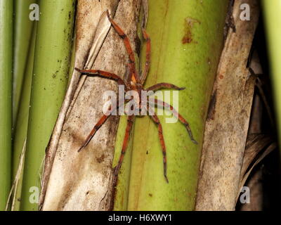 Wolf Spider (Lycosidae) in rainforest, Costa Rica, Central America ...