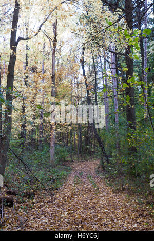 Path through fall forest covered with leaves Stock Photo - Alamy