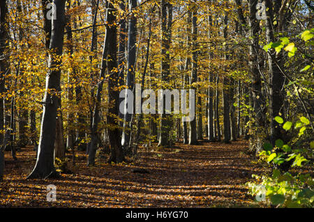 Golden October, forest with beautiful beeches, Germany, Europe Stock ...