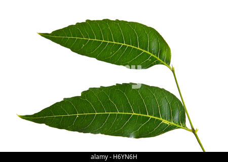 Margosa (also named as nim, neem tree, Melia, Azadirachta indica ...