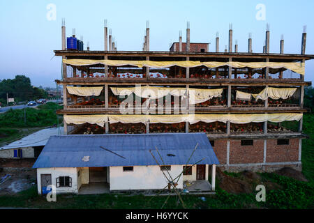 NEPAL, Tandi, poultry farm with 3000 chicken in multi-storey house, was ...
