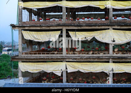 NEPAL, Tandi, poultry farm with 3000 chicken in multi-storey house, was ...