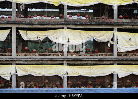 NEPAL, Tandi, poultry farm with 3000 chicken in multi-storey house, was ...