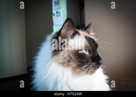 Birman cat profile Stock Photo - Alamy