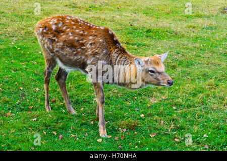 Deer - large animals with an elegant body and slender, shapely legs ...