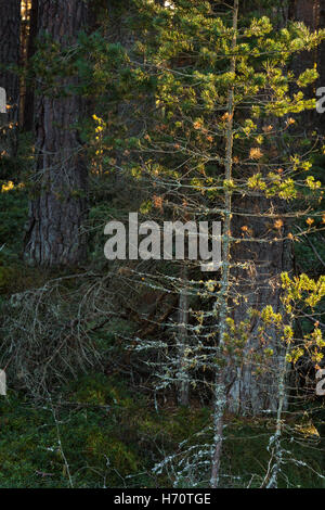Scots pine sapling Stock Photo - Alamy