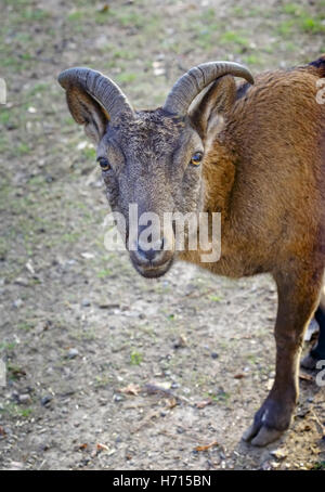 West Caucasian Tur male on a close up portrait. A rare and endangered ...
