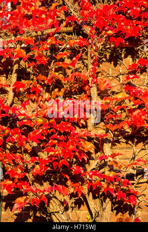 red ivy leaves in fall at building Stock Photo - Alamy