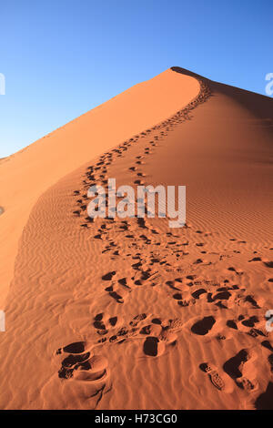 desert wasteland africa namibia dune sands sand red tree trees desert ...