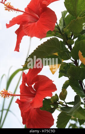 Hibiscus flower of Key West Stock Photo - Alamy