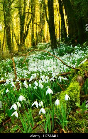 Snowdrops flowers with sun rays in garden, park or forest, spring ...