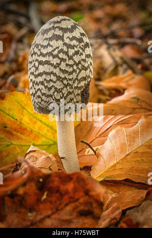 Fruiting body of magpie fungus (Coprinopsis picacea) in front of the ...