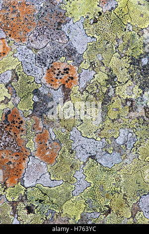 Multicoloured lichen on a rock surface Stock Photo - Alamy