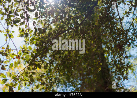 Golden Oak Quercus alnifolia foliage and acorns Cypriot endemic in the ...