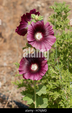 Common mallow, Malva sylvestris, musk mallow, Malva moschata, hispid ...