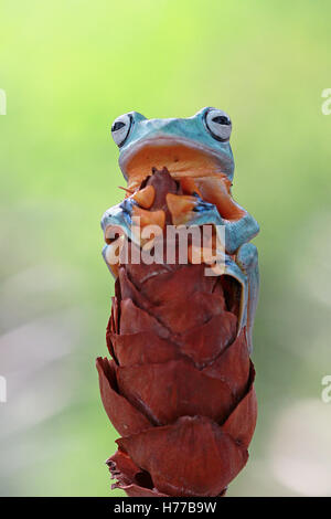 Javan tree frog on a plant, Indonesia Stock Photo - Alamy