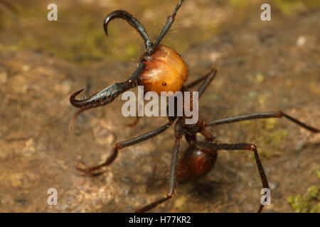 Army ant (Eciton sp.) soldier. Rainforest in Rincon de la Vieja ...