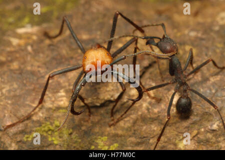 Army ant (Eciton sp.) soldier. Rainforest in Rincon de la Vieja ...