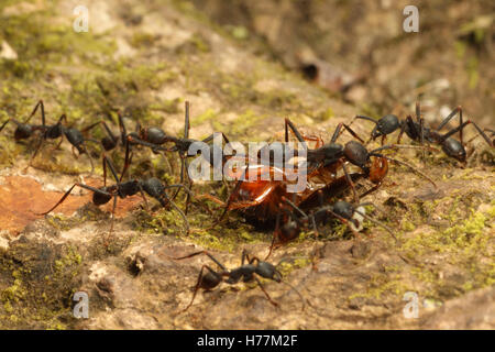 Army ant (Eciton sp.) soldier. Rainforest in Rincon de la Vieja ...