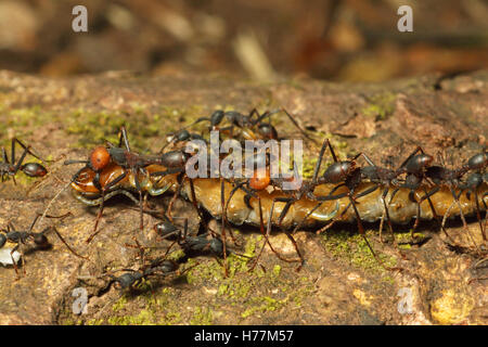 Close-up of an army ant bivouac -- a temporary shelter of the colony ...
