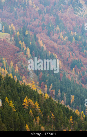 Autumn landscape, Forest, Colorful, Gosau, Dachstein region, Upper ...